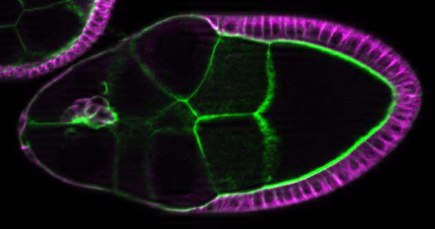 The McDonald Lab | Cell migration in development and disease
